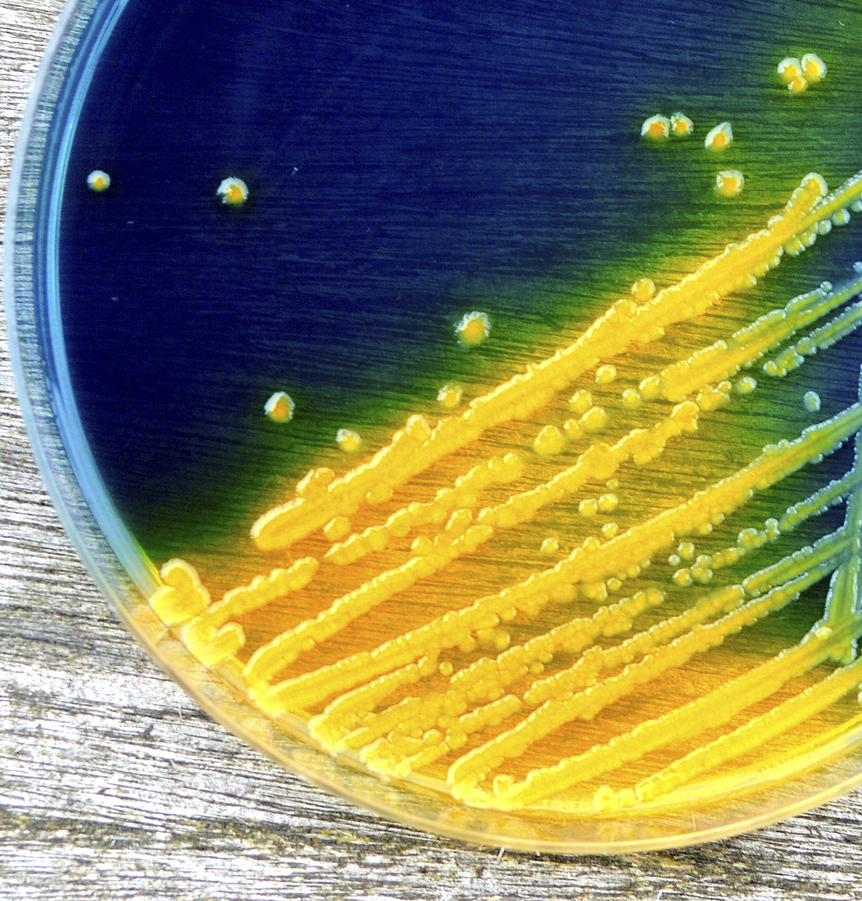 Jacks Natural Pool Facts - Bacteria Rule